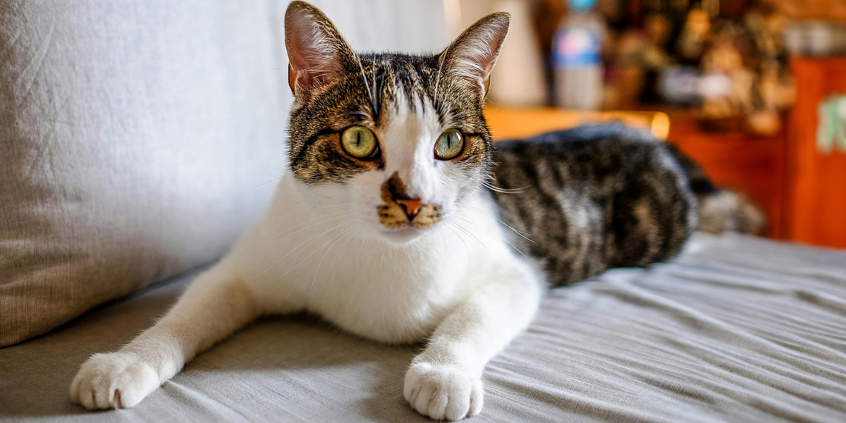 Conquering the Challenge: Effective Strategies Against Tough Cat Urine ...